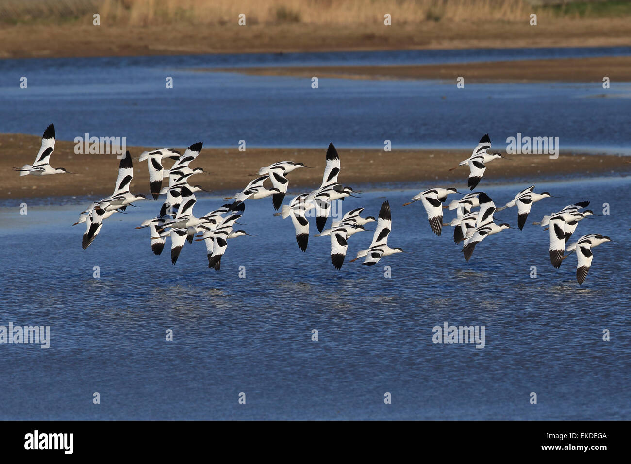 Avocet (Recurvirostra avosetta Stock Photo - Alamy