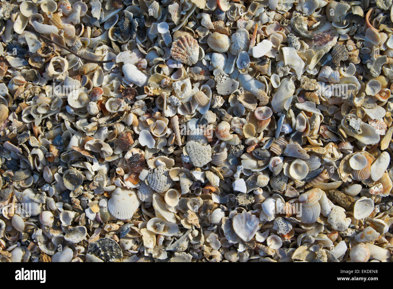 Cockle shell ornament hi-res stock photography and images - Alamy