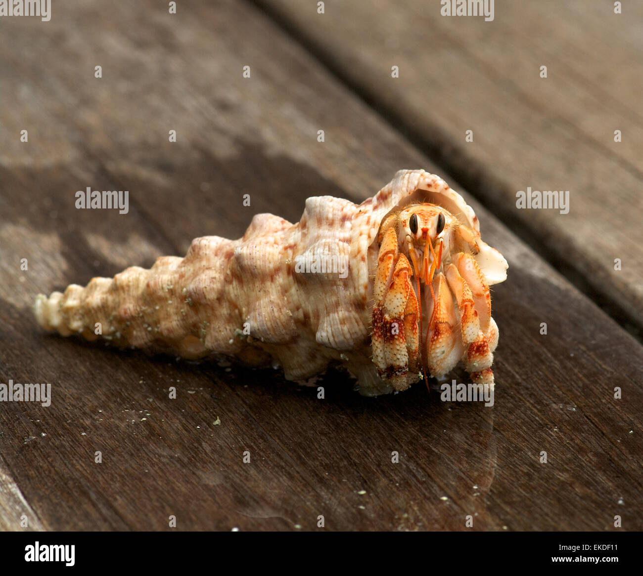 Hermit Crab in his shell Stock Photo - Alamy