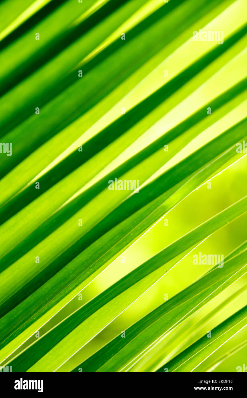Fresh Green Background Stock Photo - Alamy