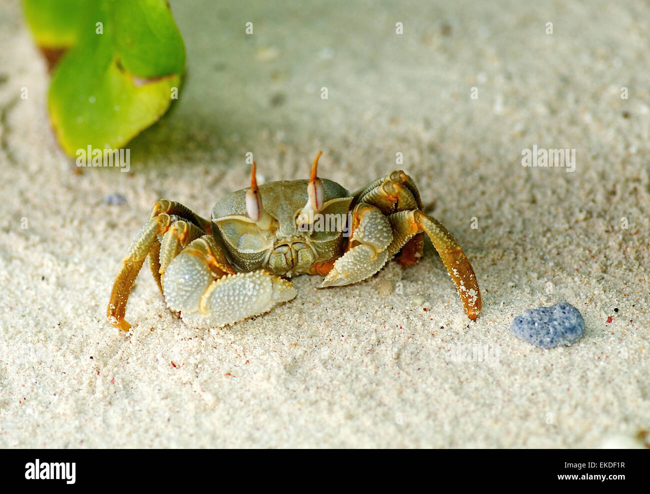 Large Sand Crab looking up Stock Photo - Alamy