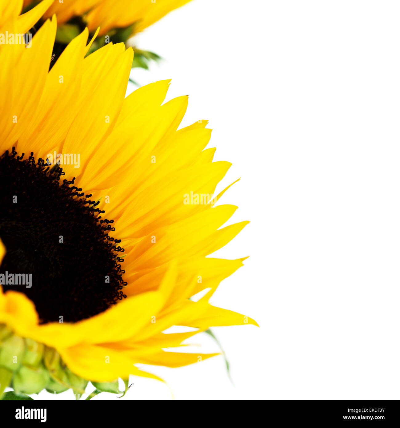 Sunflower frame hi-res stock photography and images - Alamy