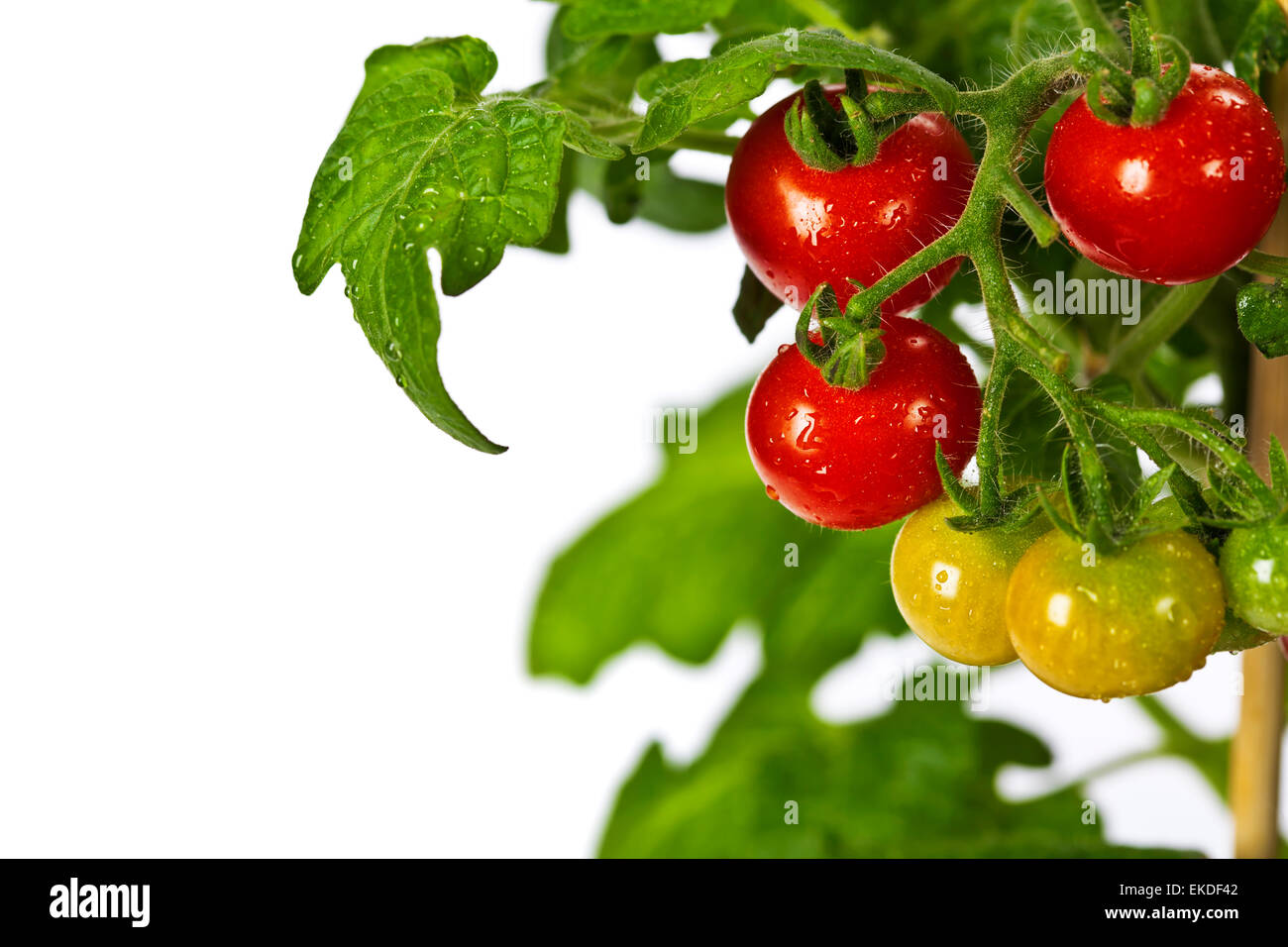 Ripe garden tomatoes Stock Photo - Alamy