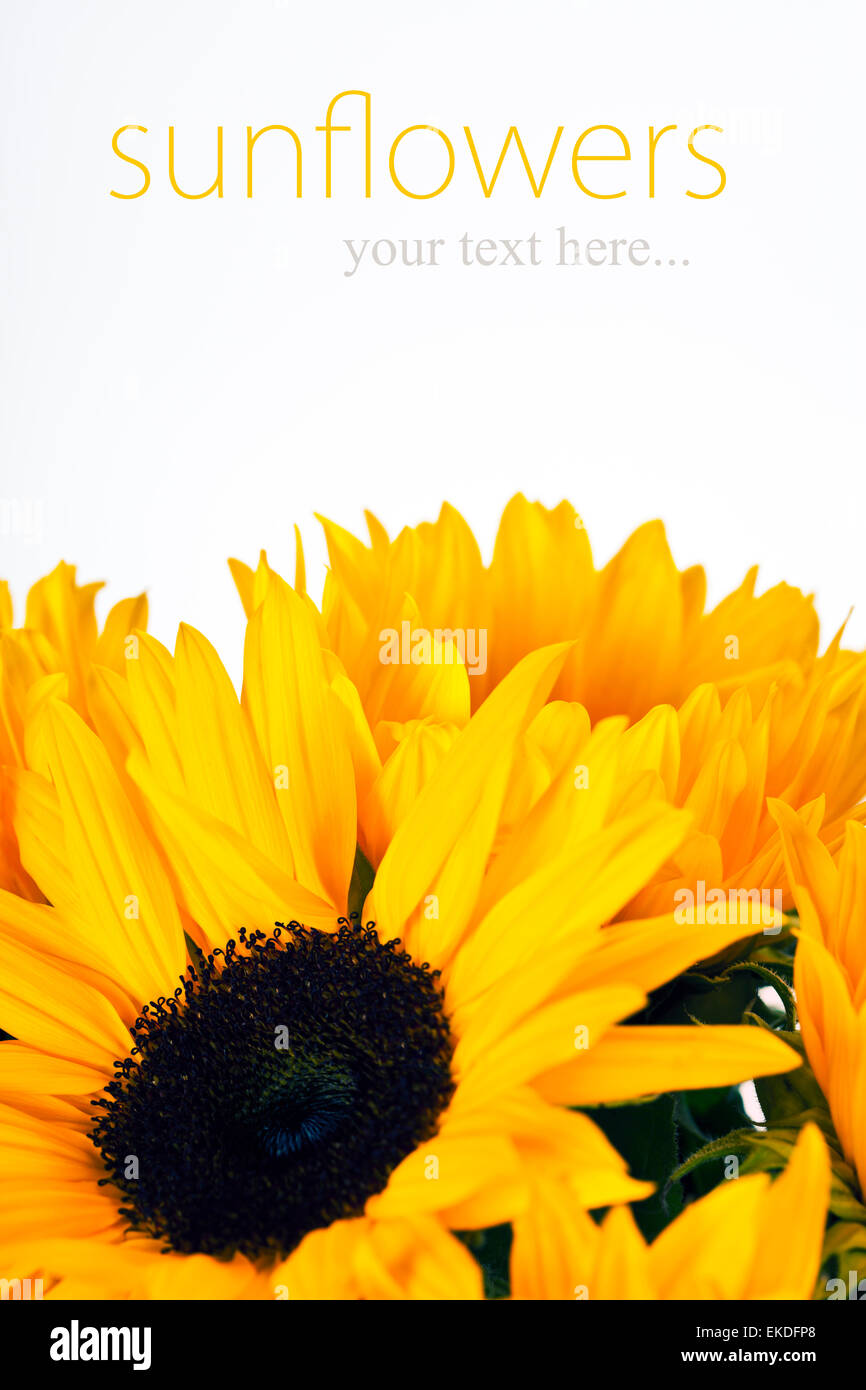 Sunflowers frame text flower hi-res stock photography and images - Alamy