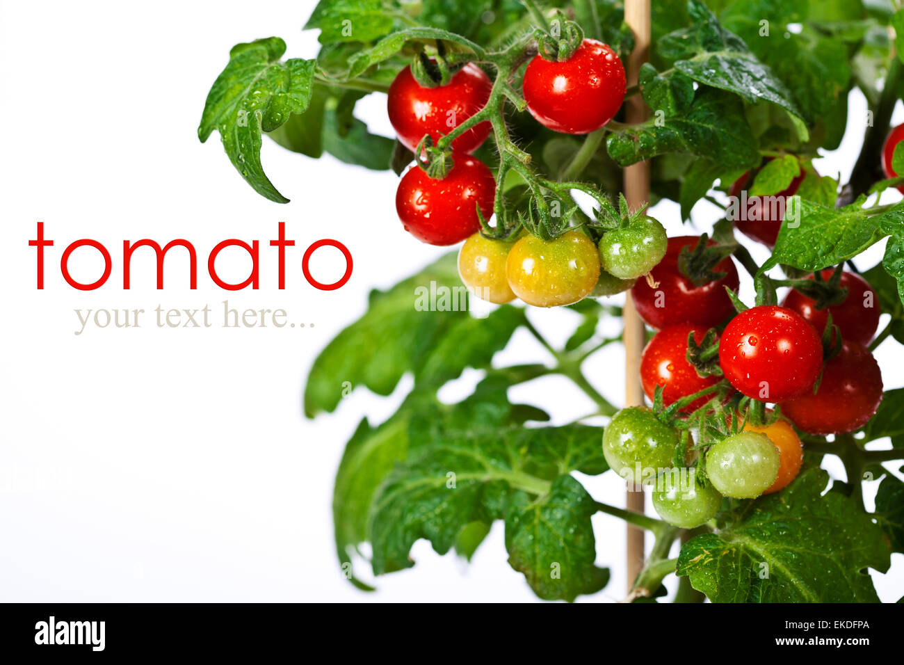 Ripe garden tomatoes Stock Photo - Alamy