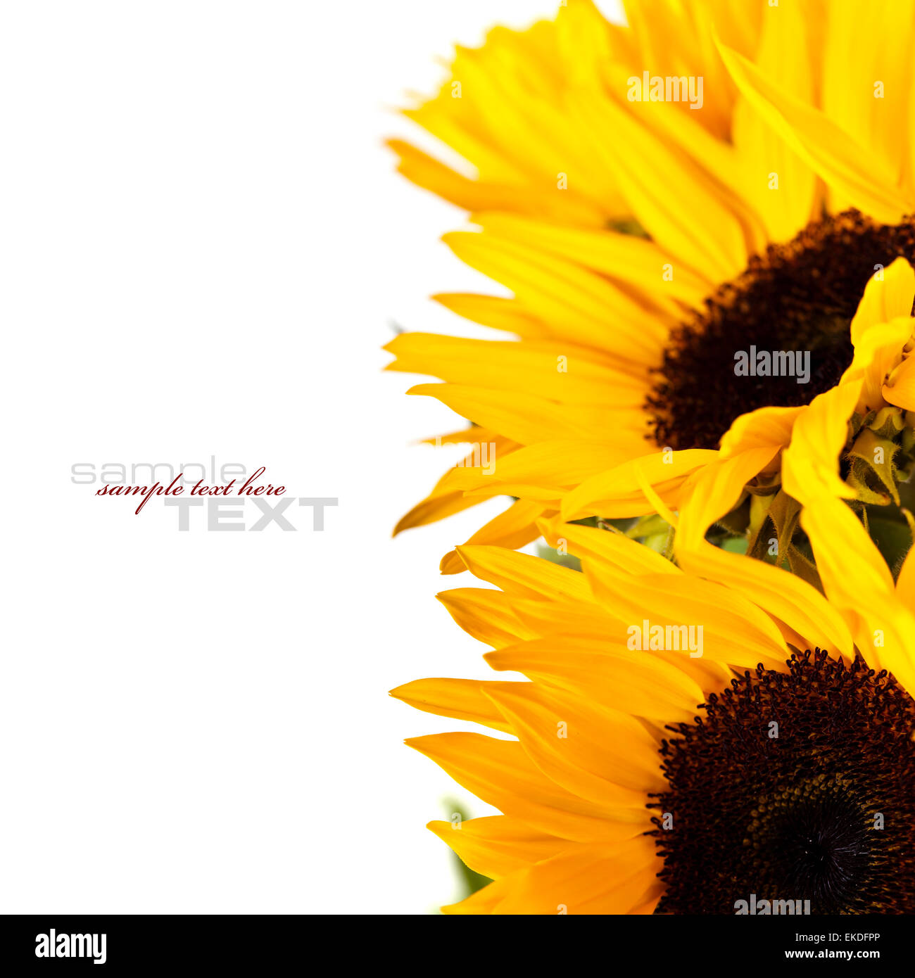 Sunflowers frame text flower hi-res stock photography and images - Alamy