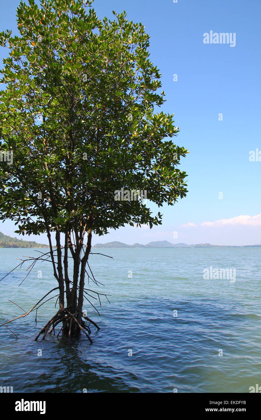 Mangrove tree at ocean beach with blue sky Stock Photo - Alamy