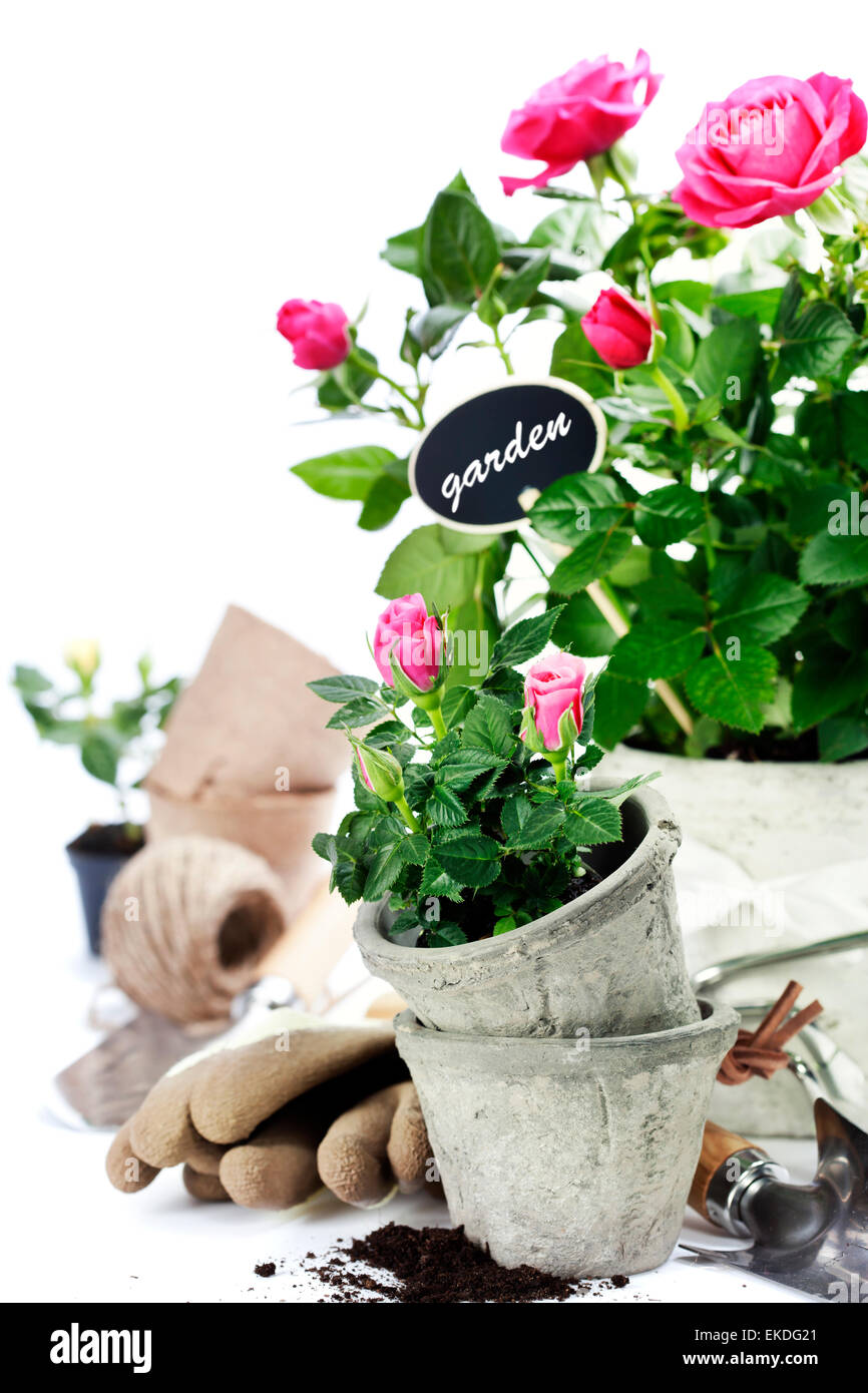 Rose plant gardening tools hi-res stock photography and images - Alamy