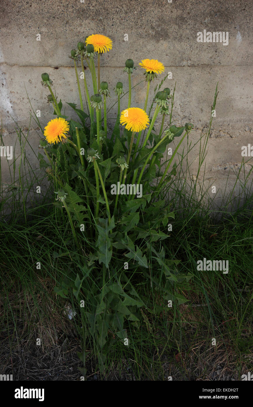 Tall Dandelion Plant