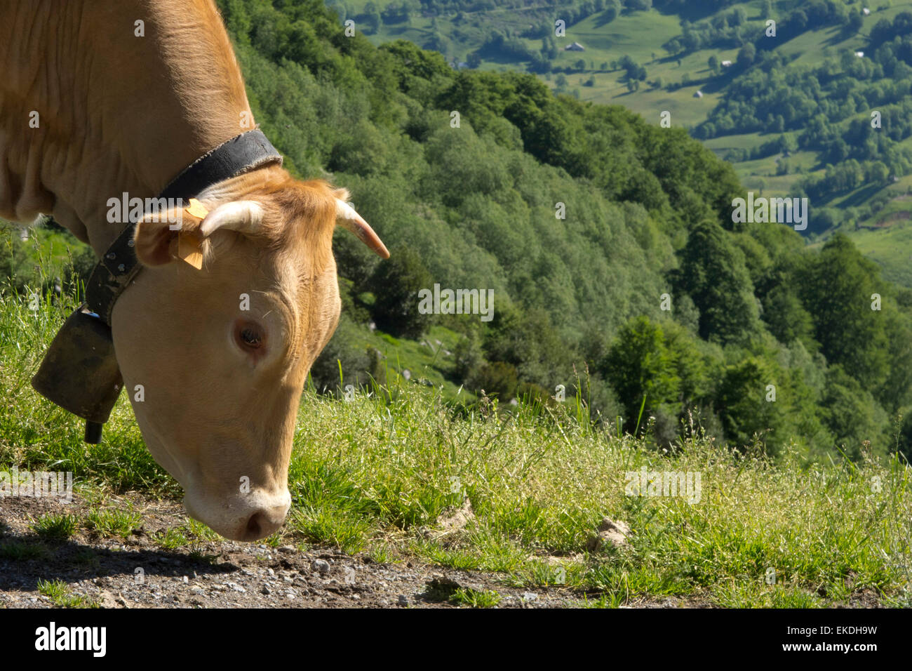 Cow eating corn hi-res stock photography and images - Alamy