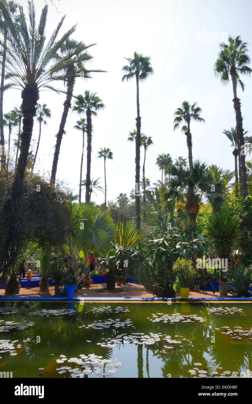 Tall palms at Majorelle Gardens in Marrakech, Morocco Stock Photo - Alamy