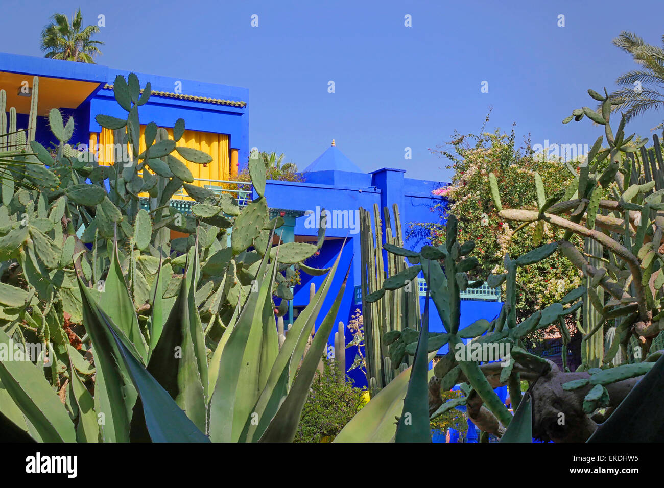 Landscape view of the blue building through plants at Majorelle Gardens ...