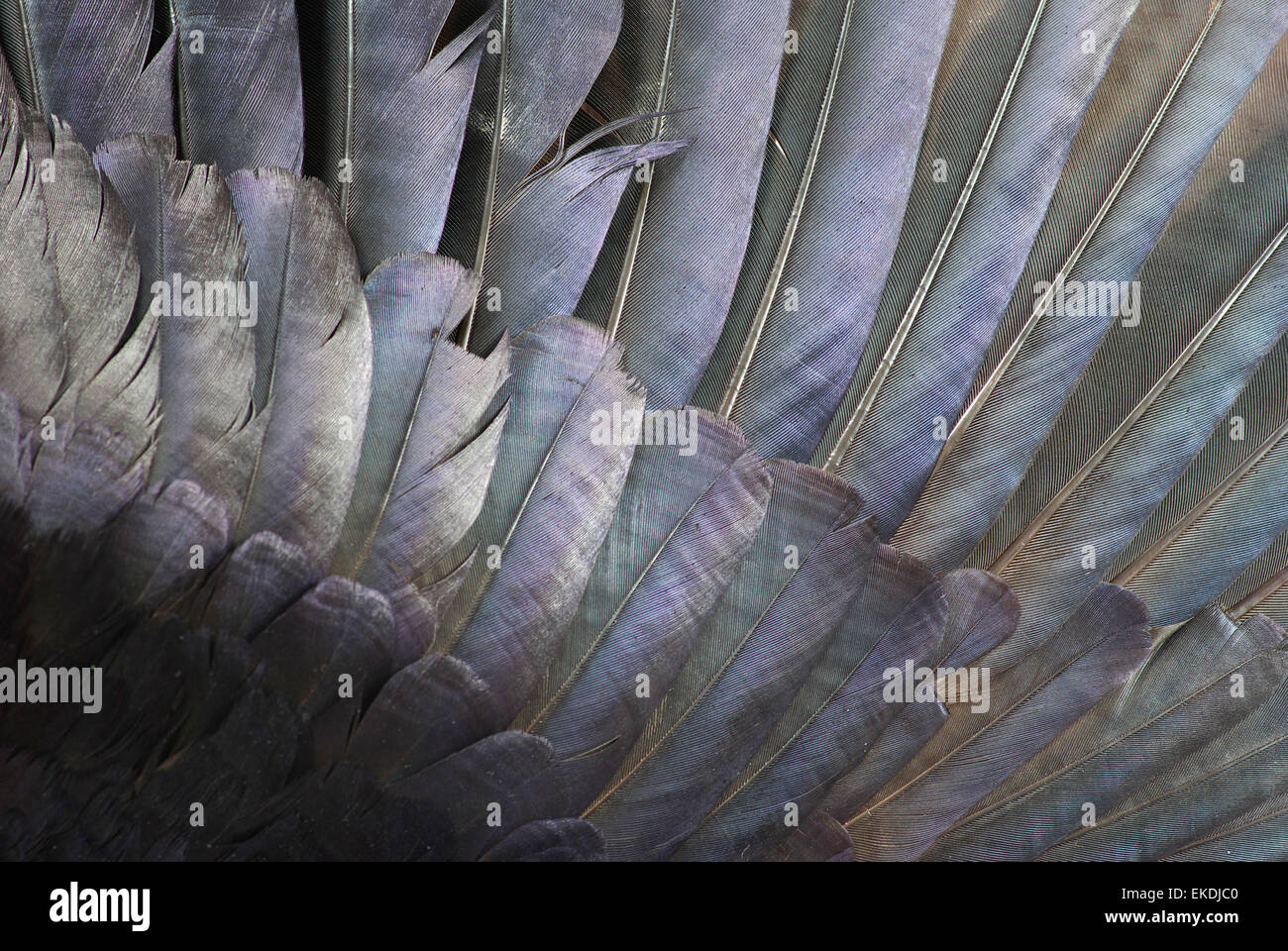 Abstract of feathers hi-res stock photography and images - Alamy