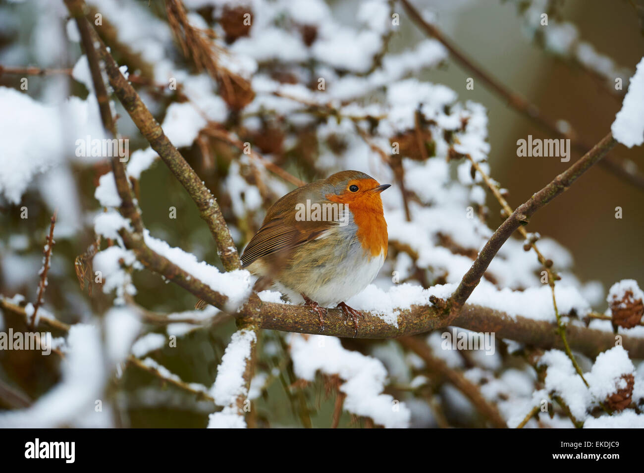 European Robin, Erithacus rubecula, West Lothian, Scotland, UK Stock ...