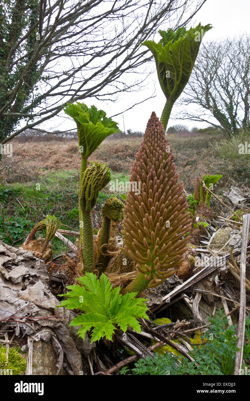 Young Gunnera plant Stock Photo - Alamy
