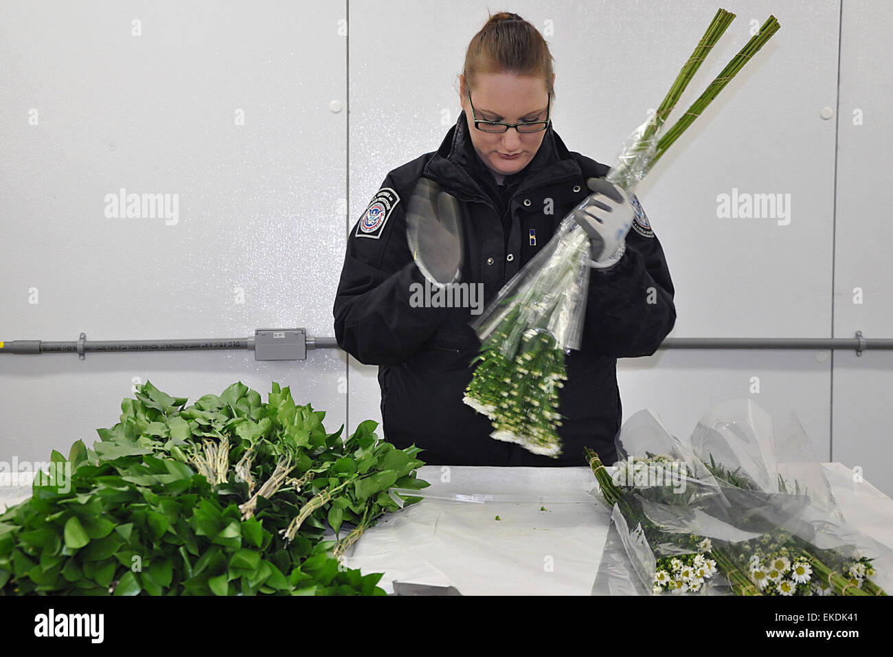 Agriculture specialists at the Laredo Port of Entry conduct flower ...