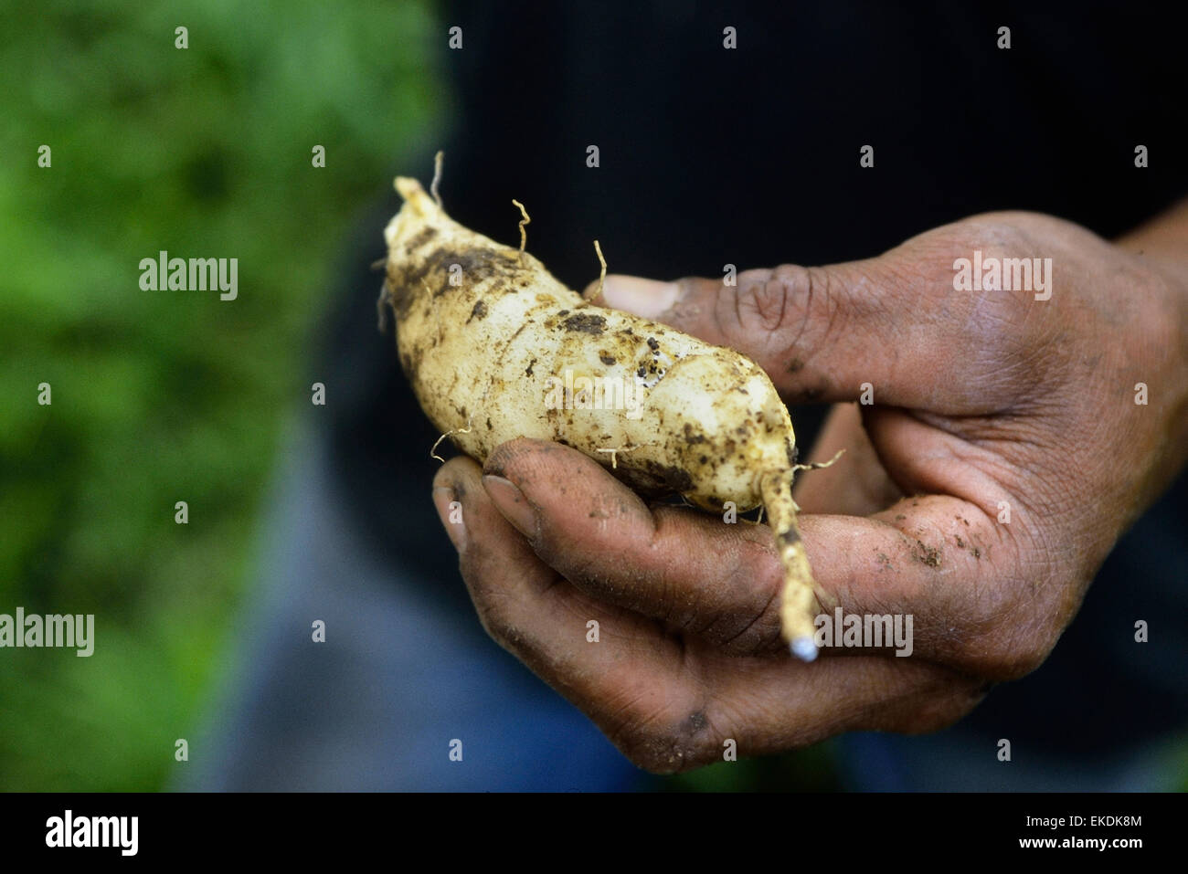 Fijian food hi-res stock photography and images - Alamy