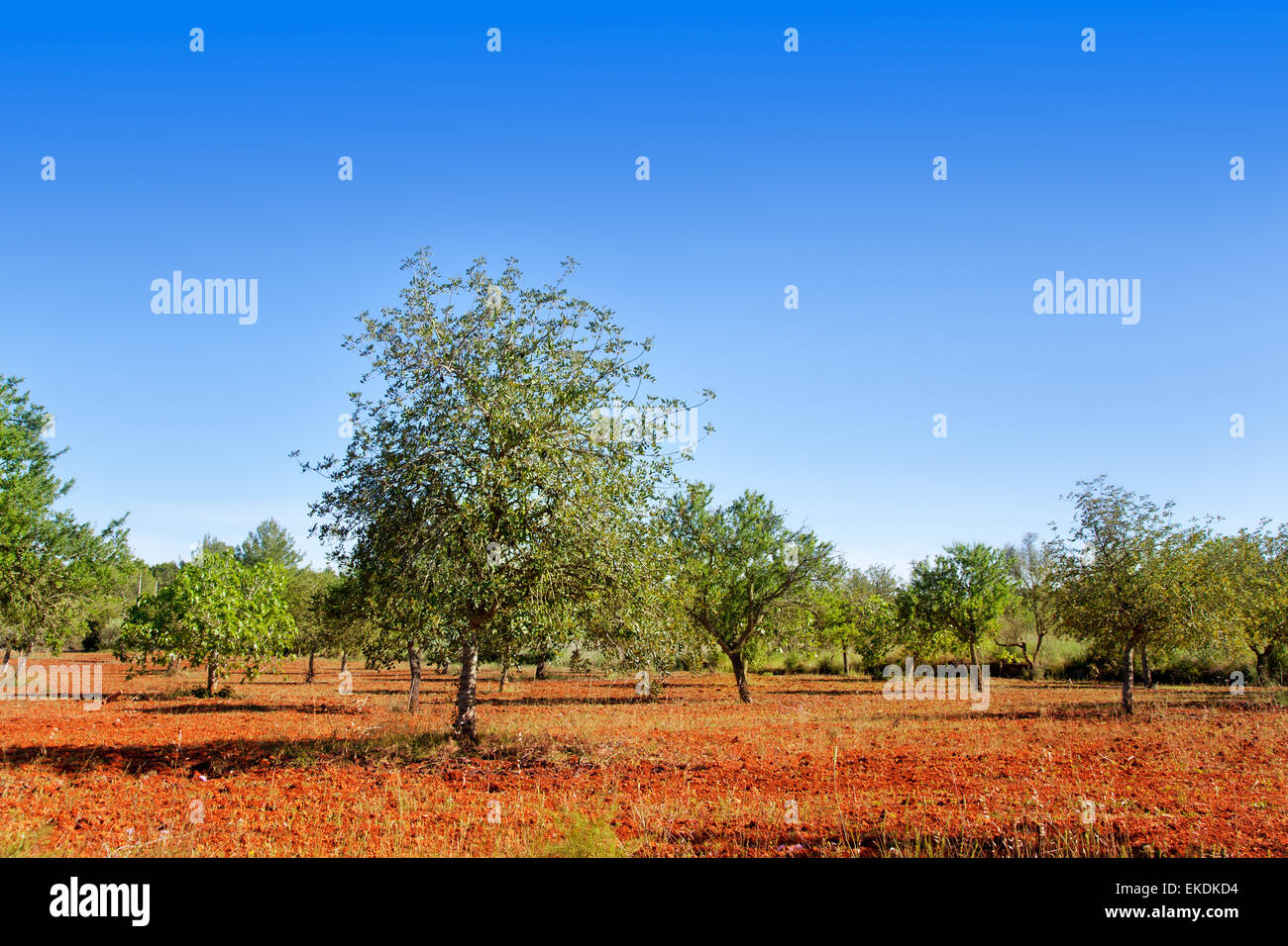Fig tree ibiza hi-res stock photography and images - Alamy