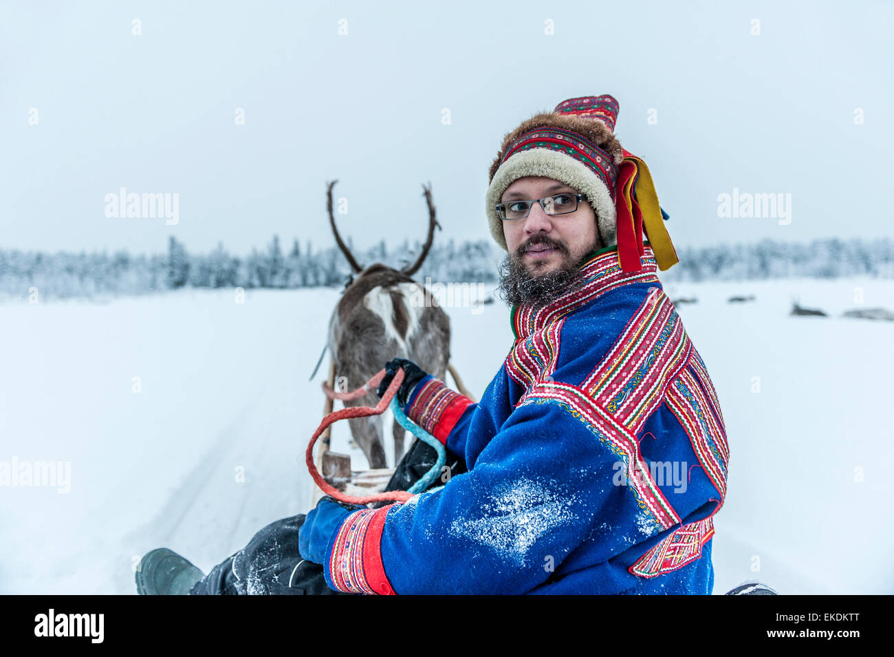 Reindeer sleigh ride. Levi. Finland. Lapland. Scandinavia Stock Photo ...