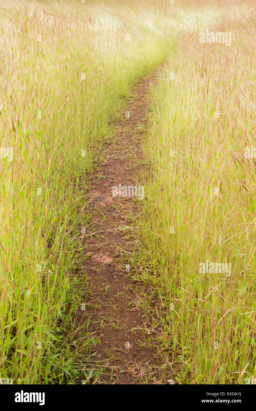 Path through grass hi-res stock photography and images - Alamy