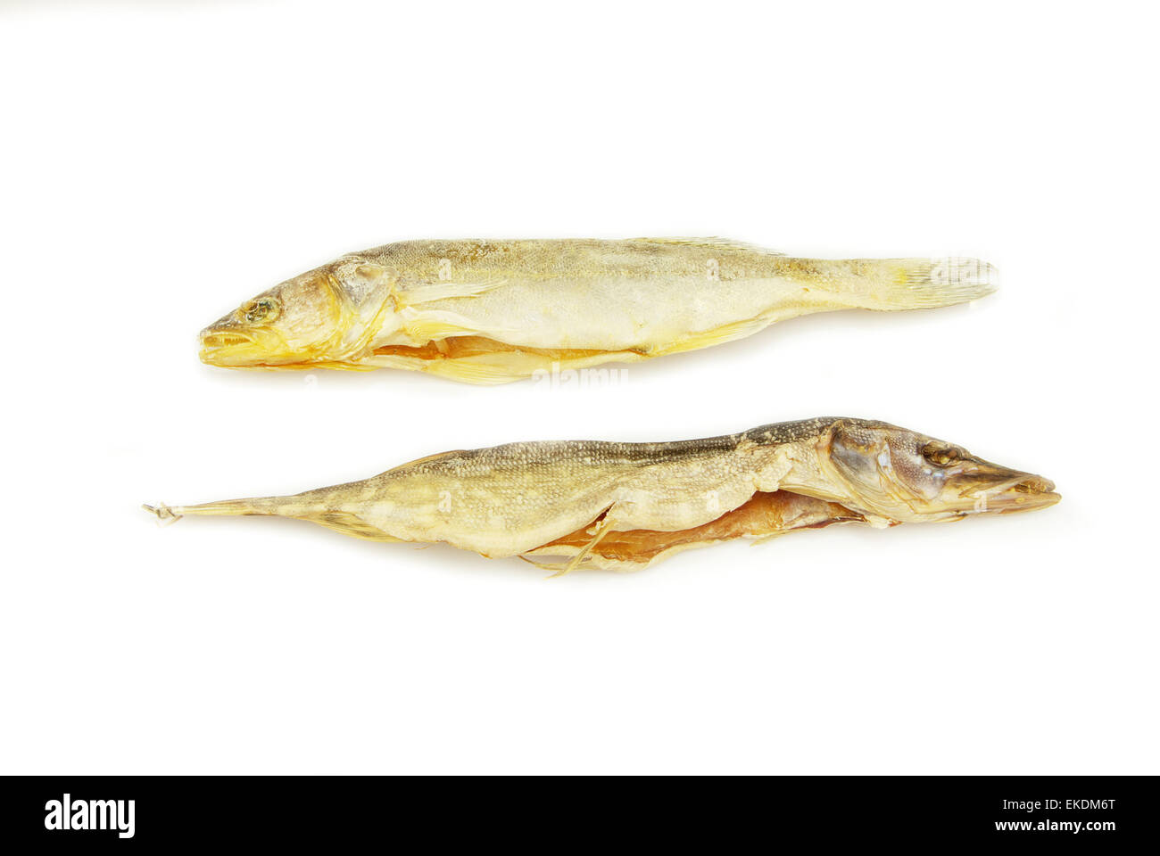 Isolated Roach High Resolution Stock Photography and Images - Alamy