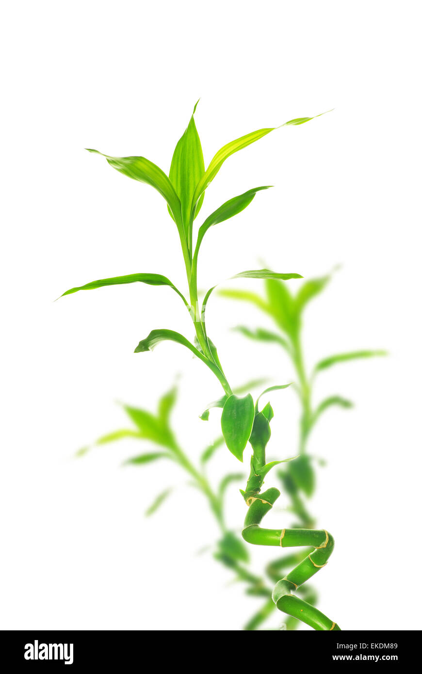 How to use bamboo Cut Out Stock Images & Pictures - Alamy