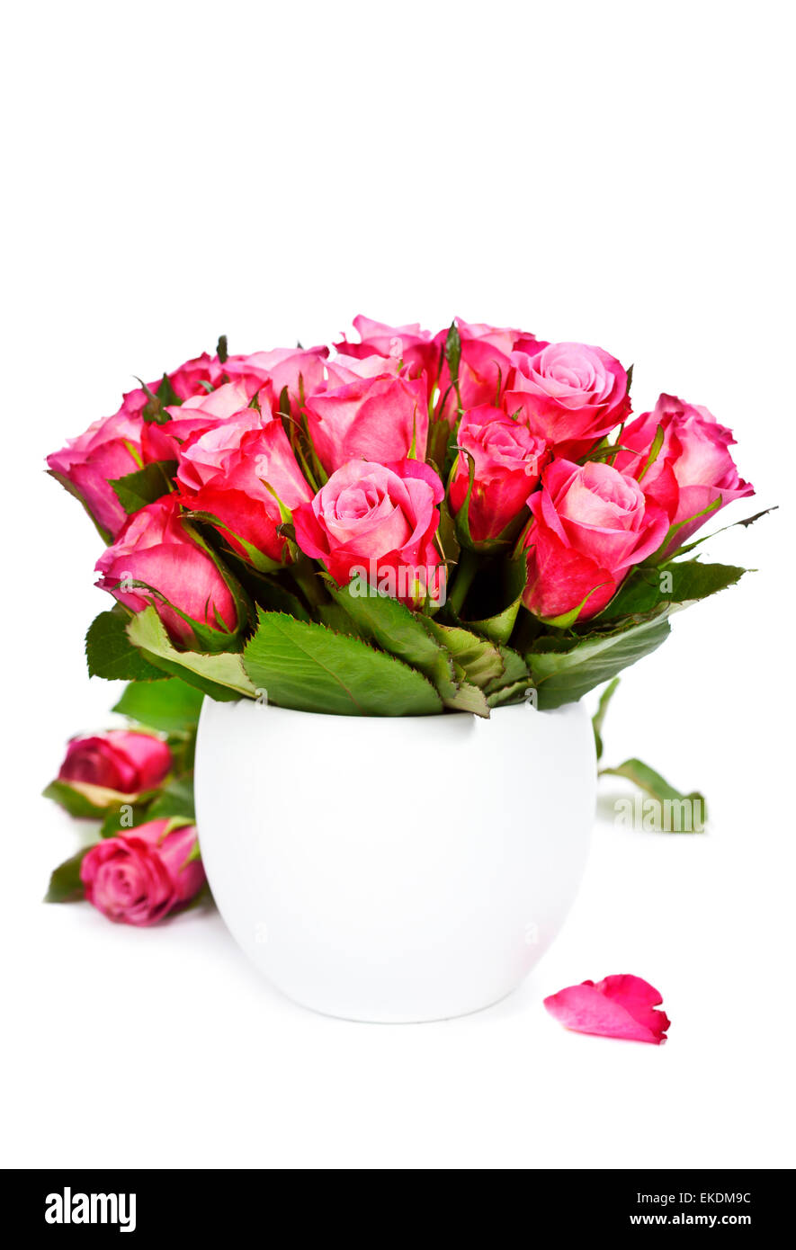 Light pink roses Cut Out Stock Images & Pictures - Alamy