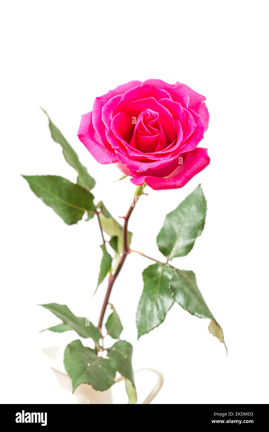 Pink Rose isolated Stock Photo - Alamy