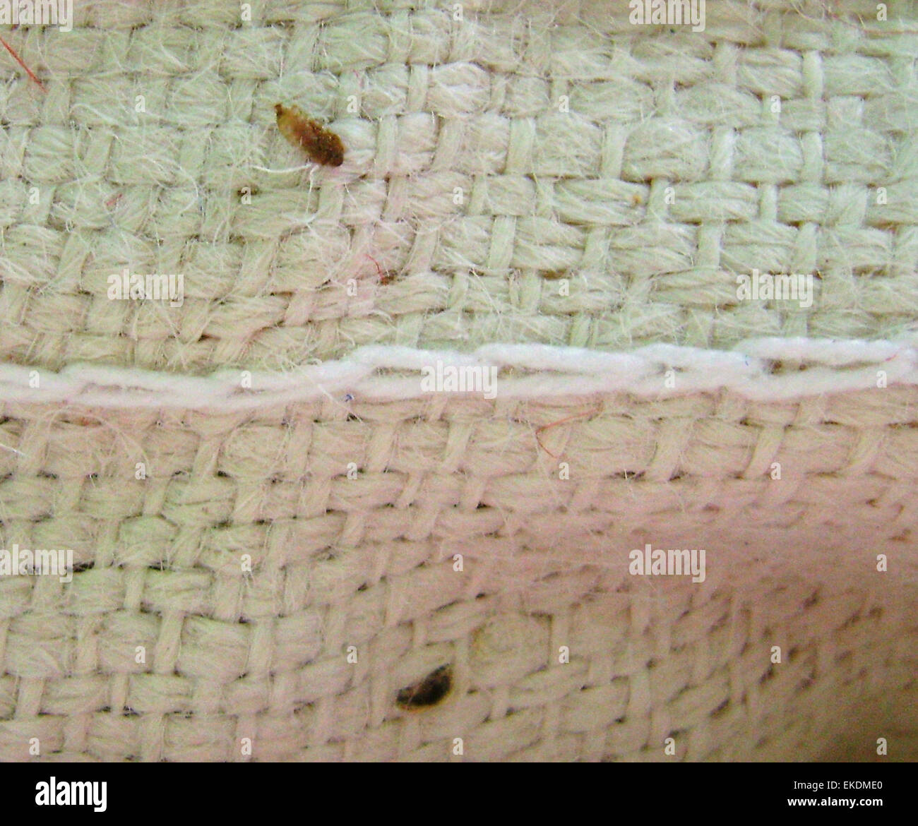 Rice insect pests hi-res stock photography and images - Alamy