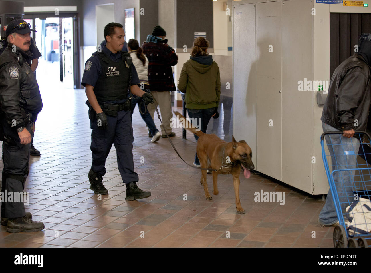 A CBP canine from the Office of Field Operations conducts a pedestrian ...