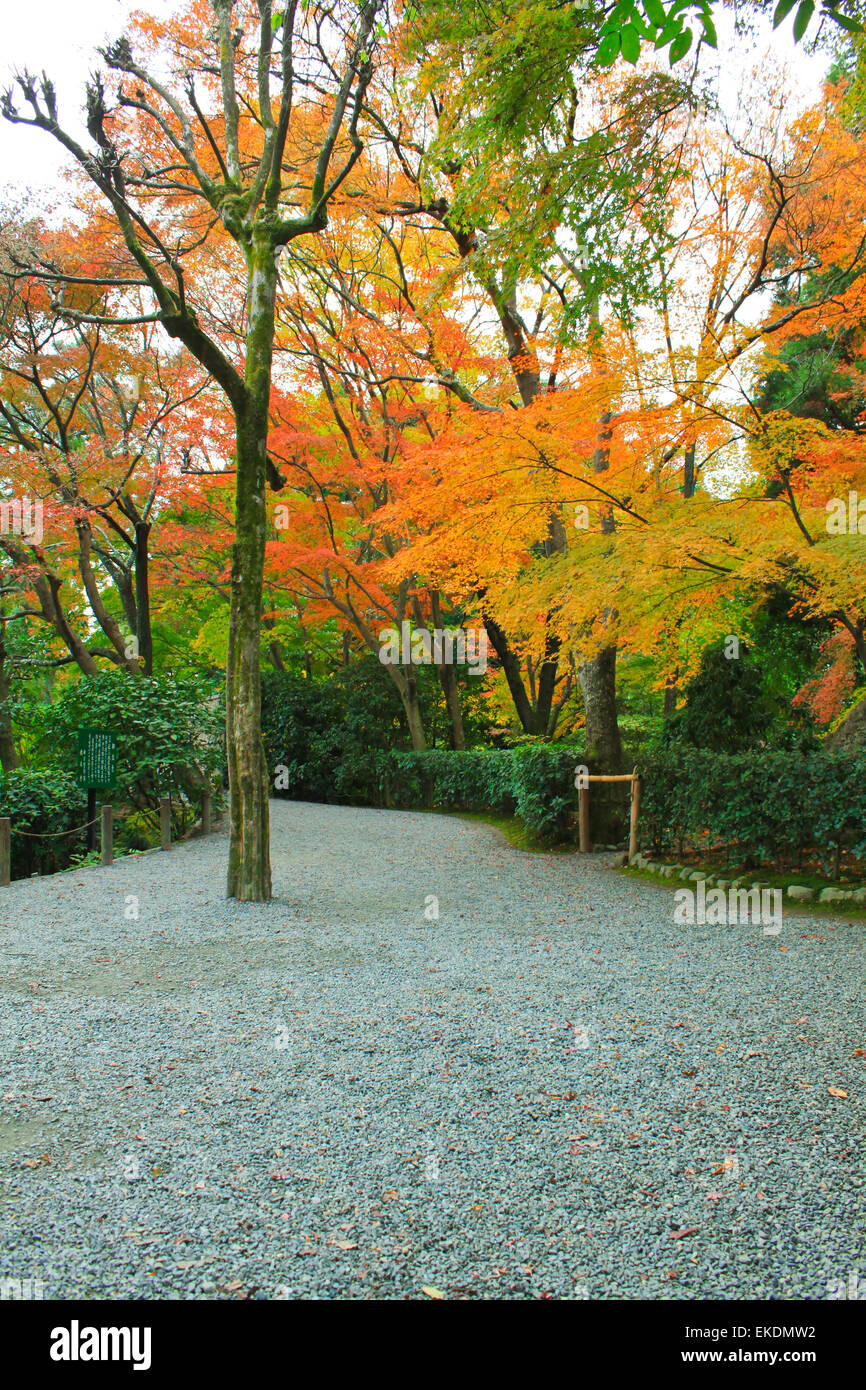 Japan in autumn red maple trees on pathway Stock Photo - Alamy