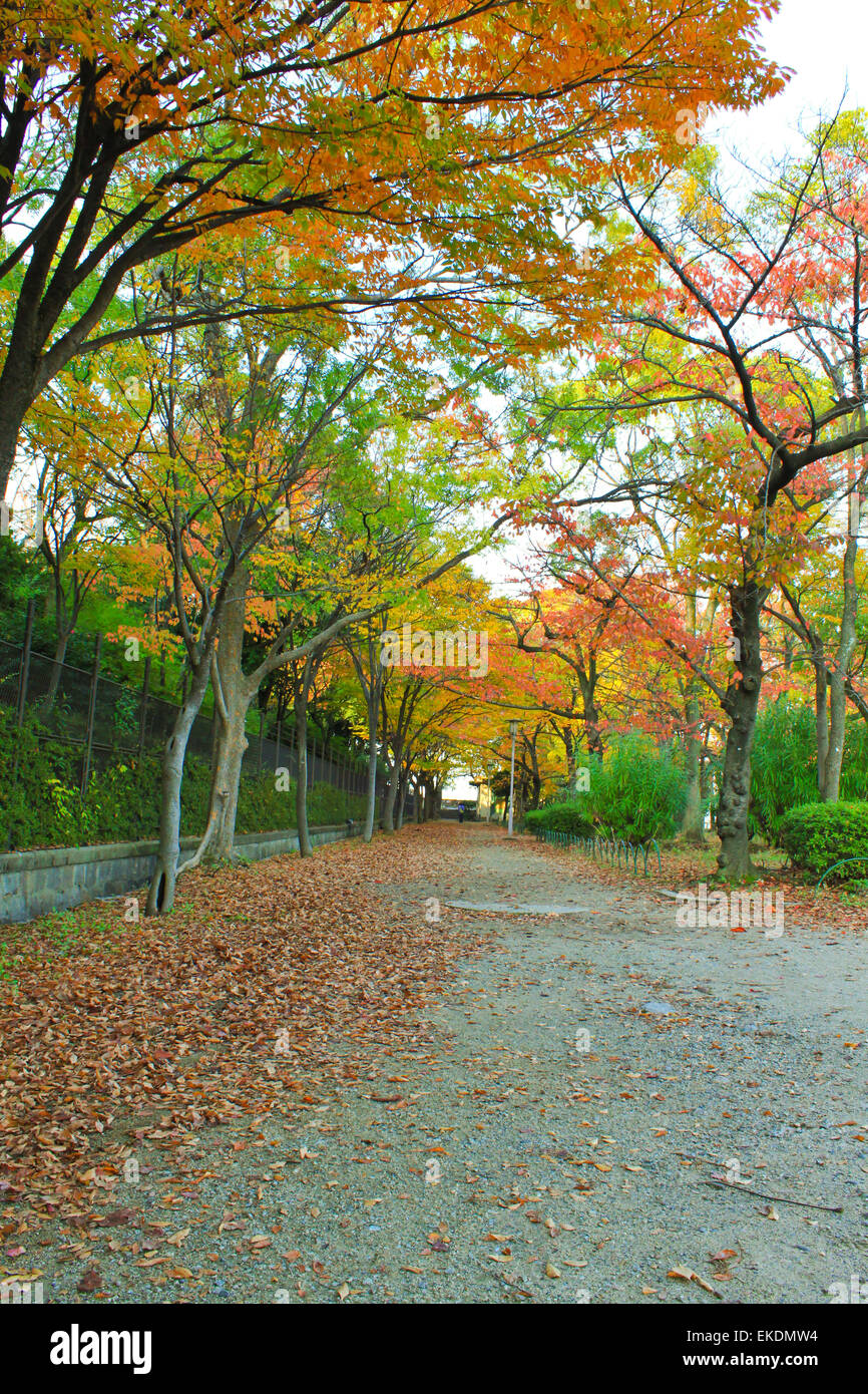 Japan in autumn red maple trees on pathway Stock Photo - Alamy