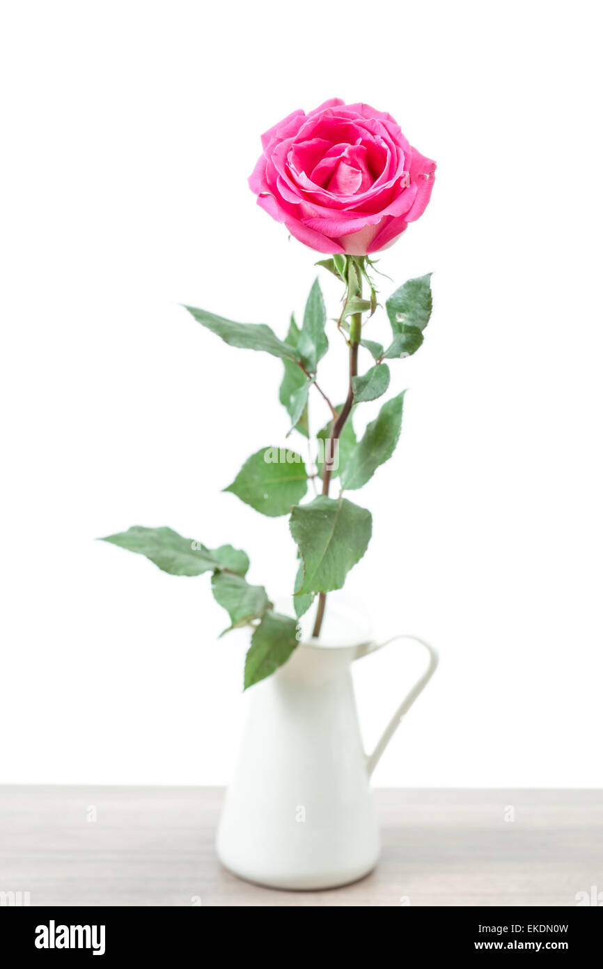 Pink Rose isolated Stock Photo - Alamy