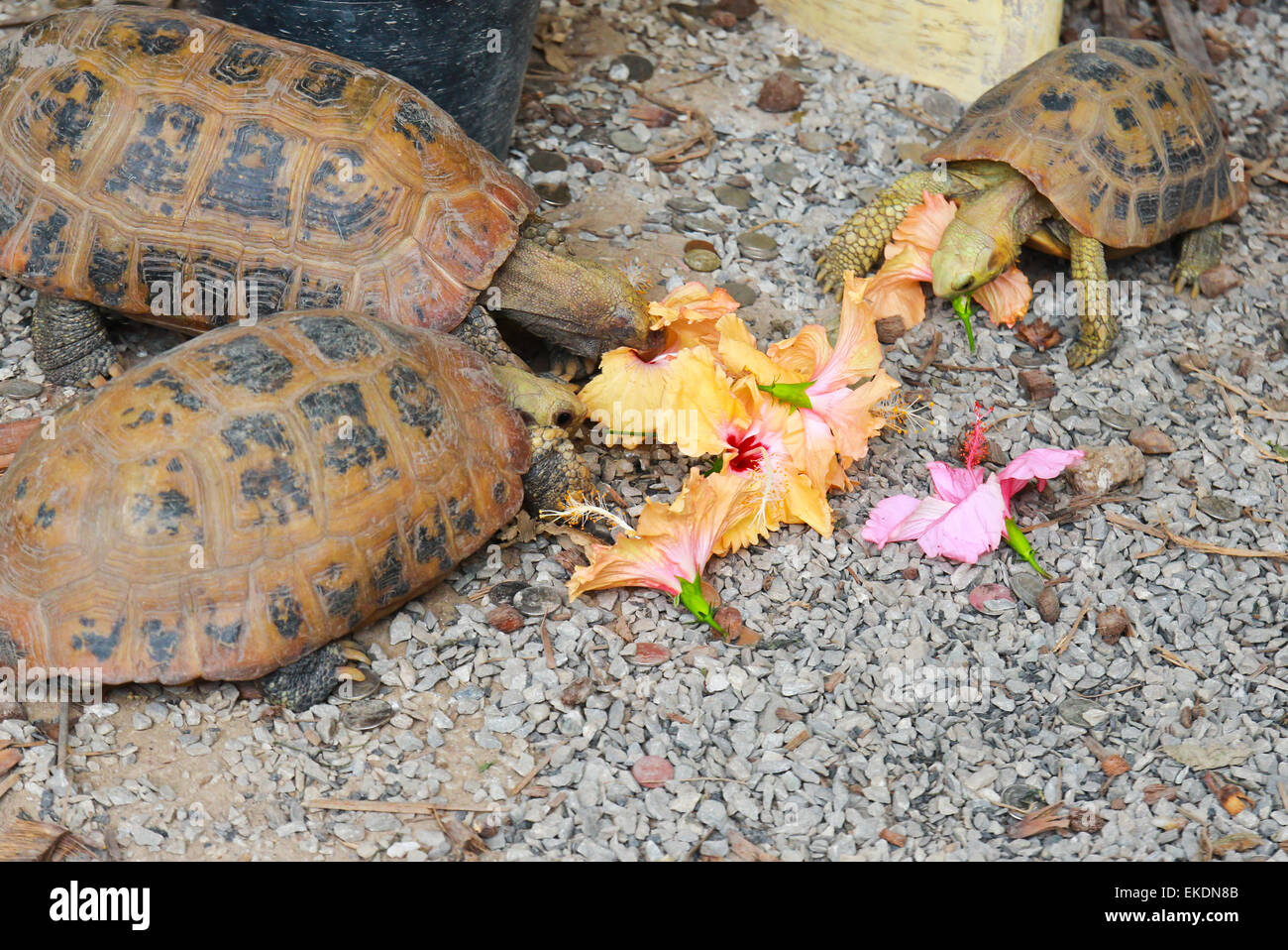 Turtles eating flower Stock Photo - Alamy