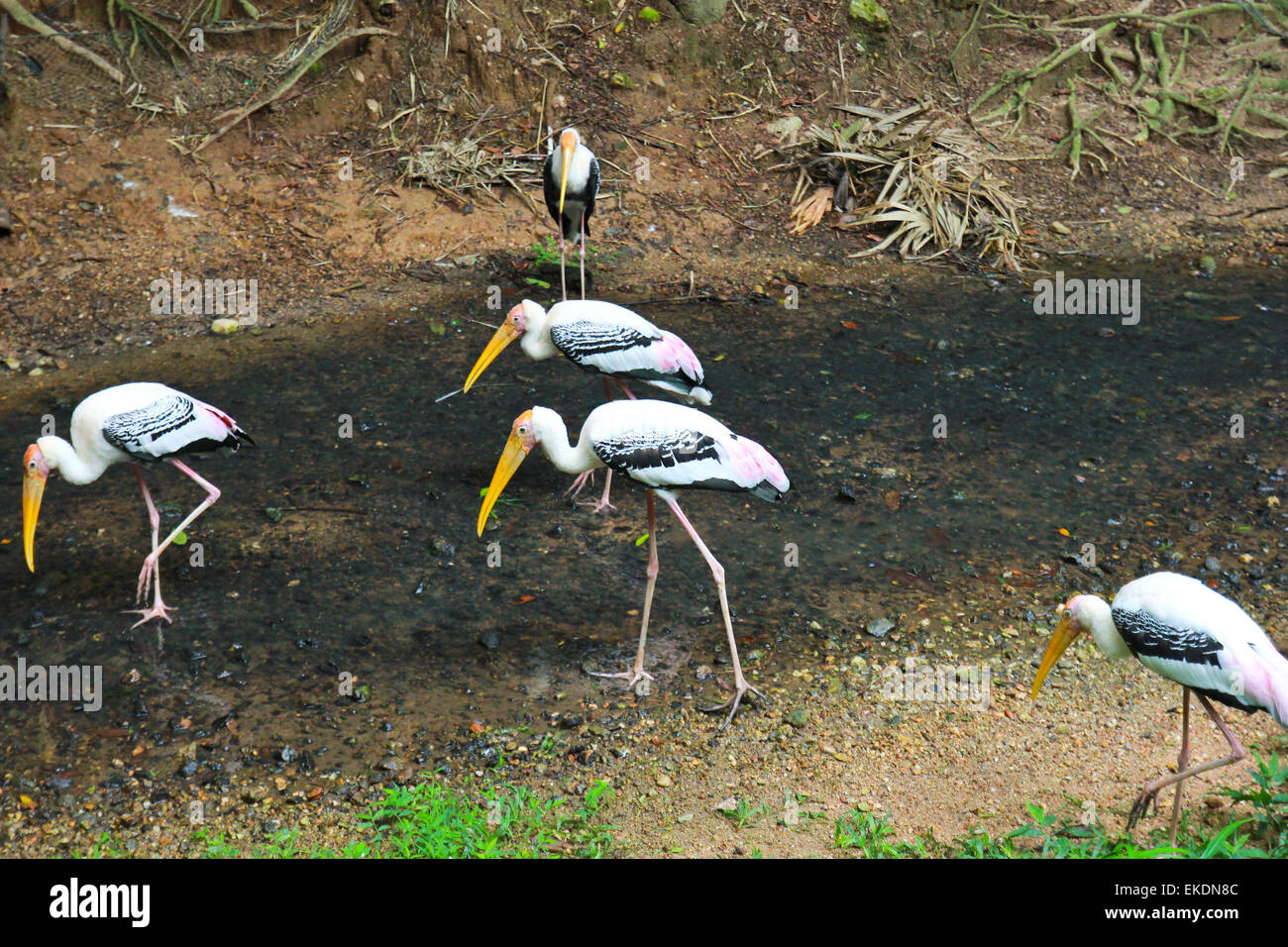 Group of painted stork in zoo Stock Photo - Alamy