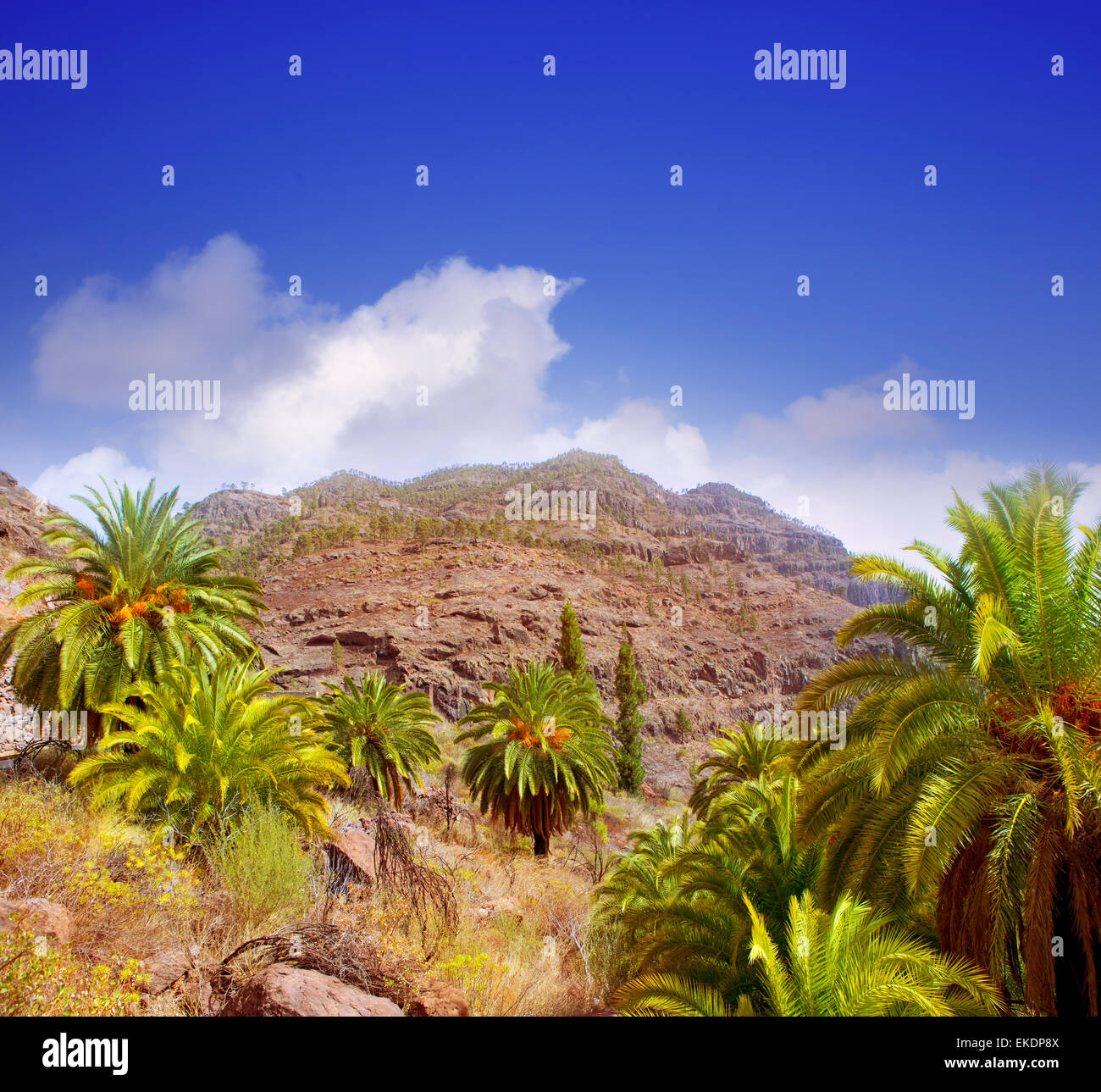 Gran Canaria Canary Palm tree mountains Stock Photo - Alamy