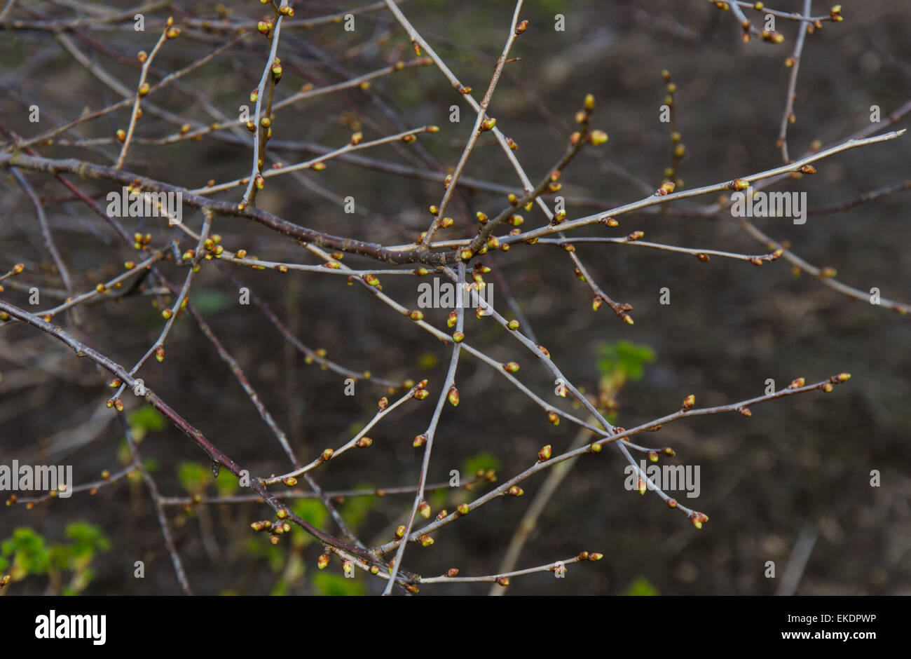 Tree kidney hi-res stock photography and images - Alamy