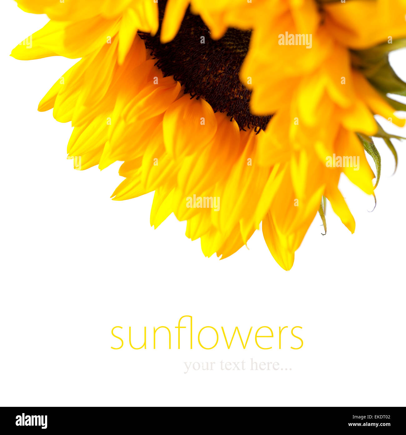 Sunflowers frame text flower hi-res stock photography and images - Alamy