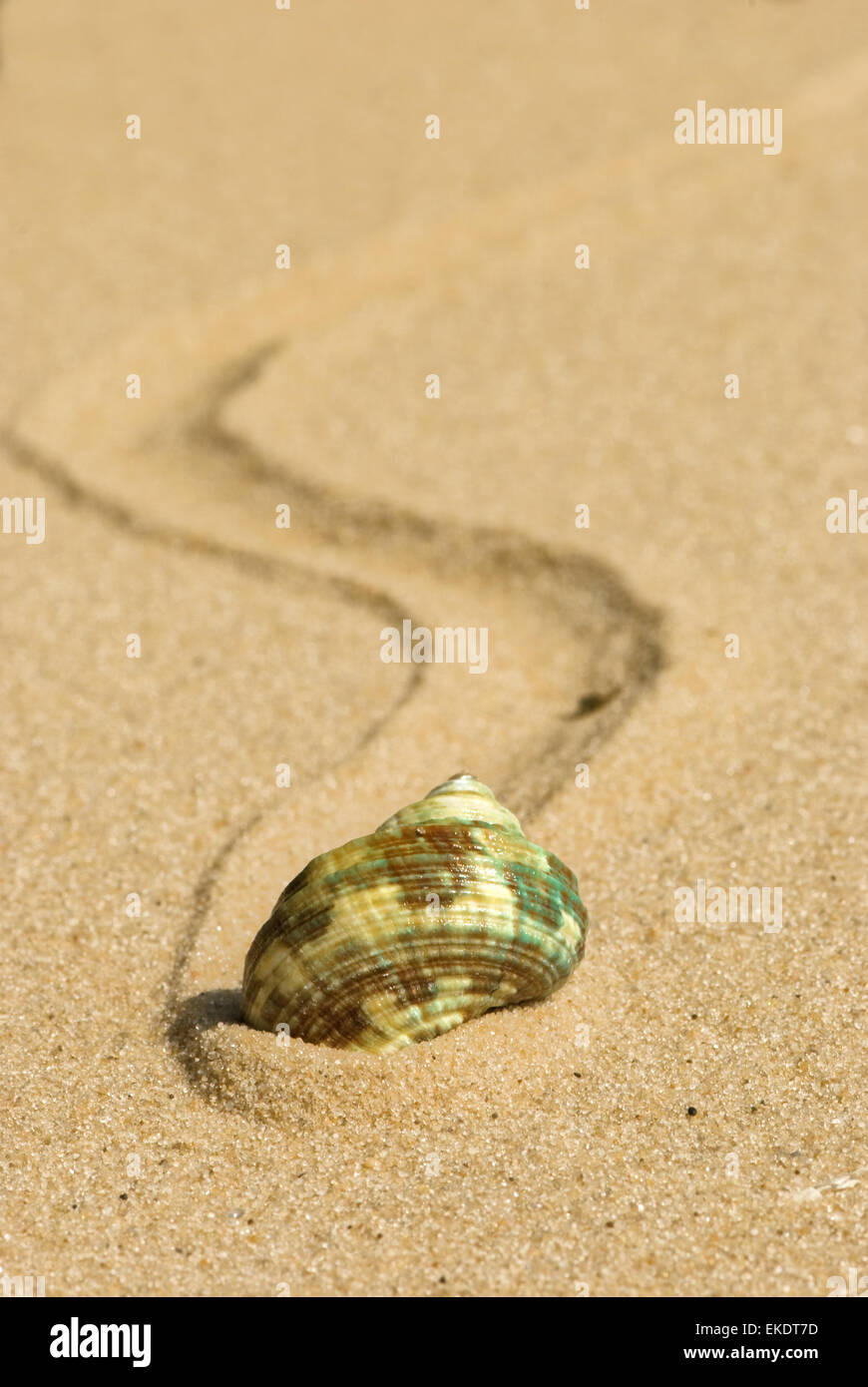 Scallop cockleshell hi-res stock photography and images - Alamy