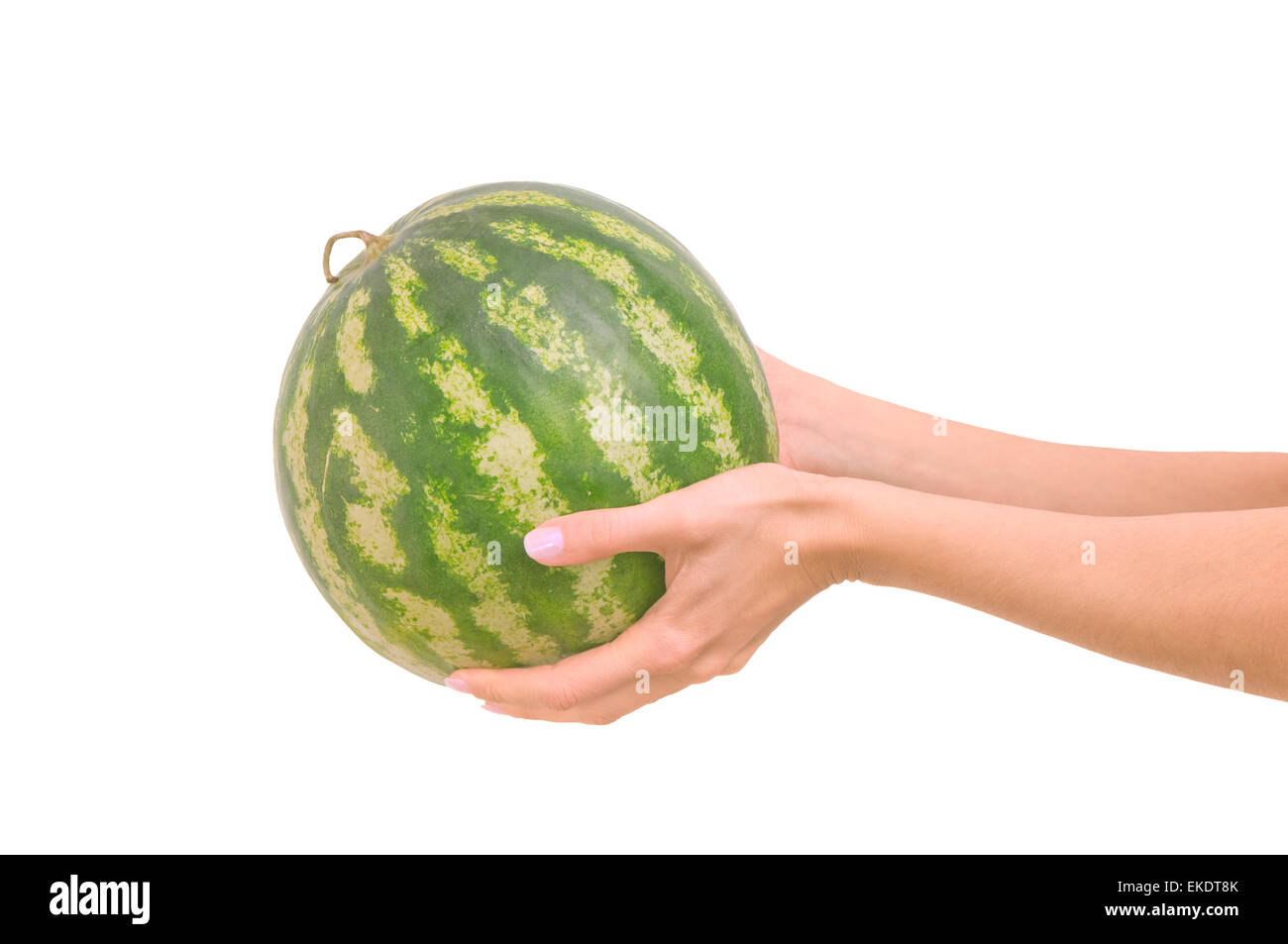 small watermelon in the woman's hand Stock Photo - Alamy