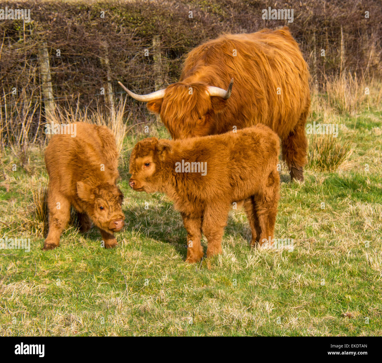 Highland Calves High Resolution Stock Photography and Images - Alamy