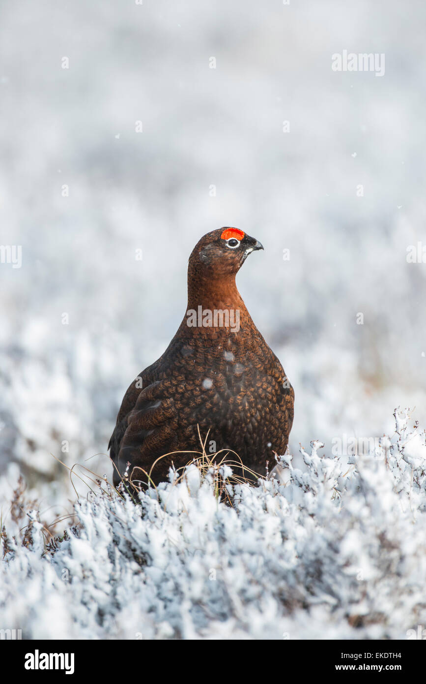 Red grouse (Lagopus lagopus scotica). Adult male on Scottish moorland ...