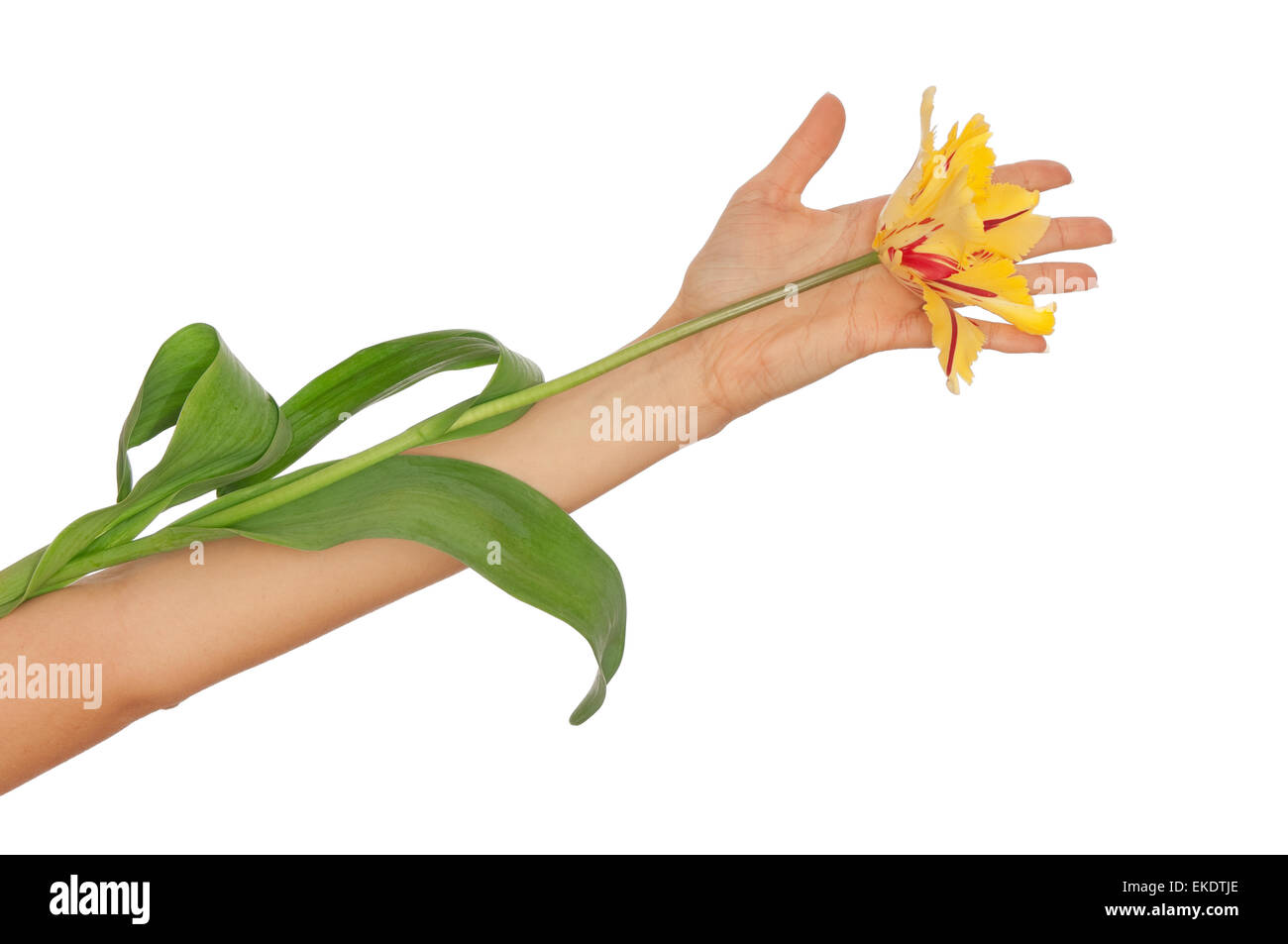 Tulip fingers Cut Out Stock Images & Pictures - Alamy