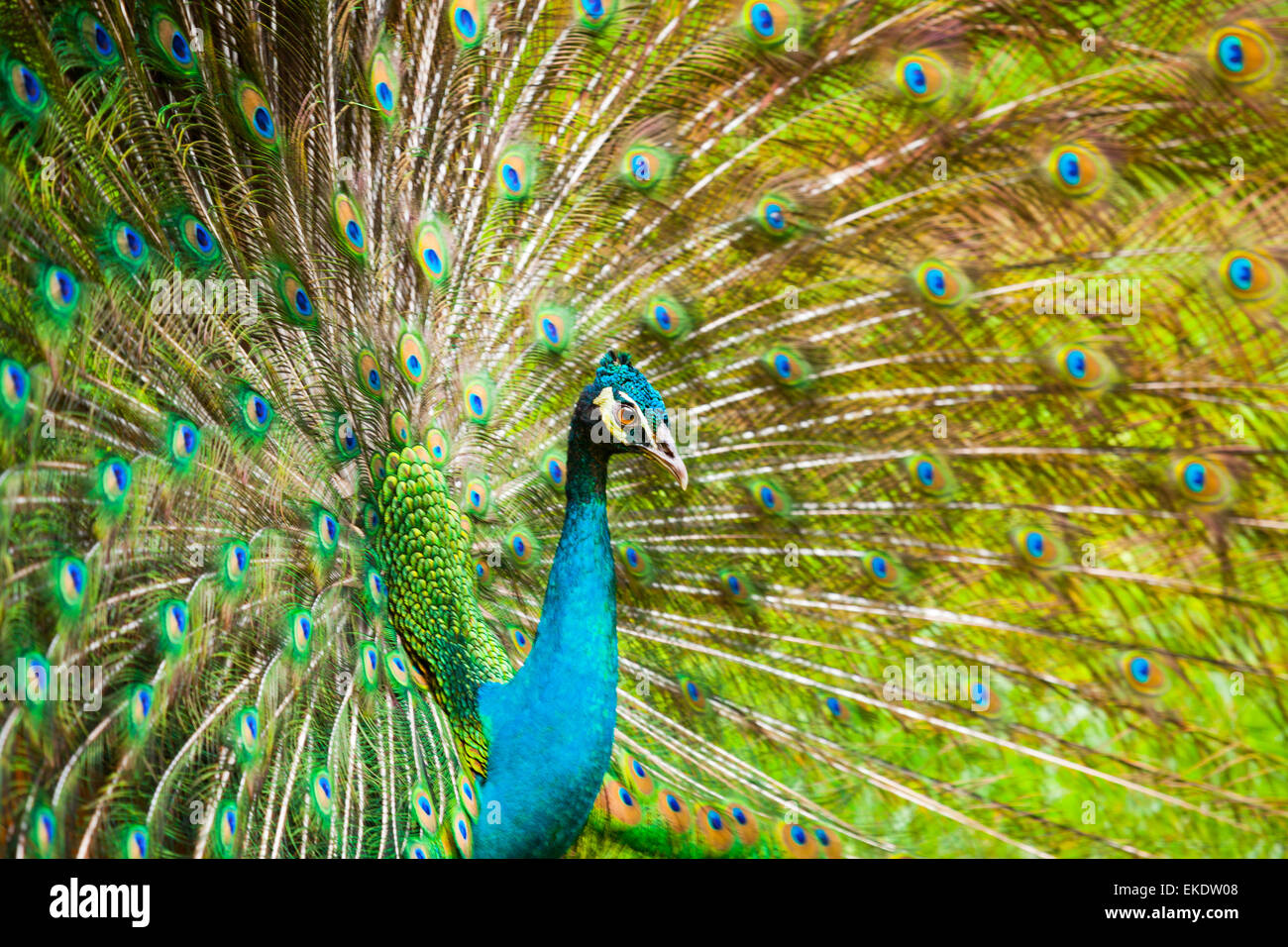 The Indian peafowl male displaying Stock Photo - Alamy
