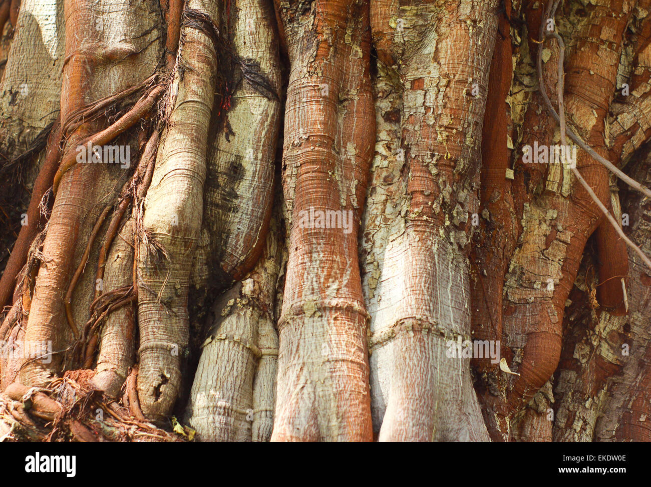 Closeup of tree trunk texture Stock Photo - Alamy