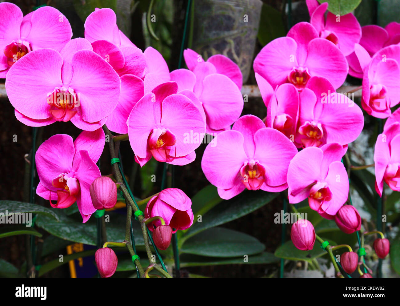 Pink orchid in the garden Stock Photo - Alamy