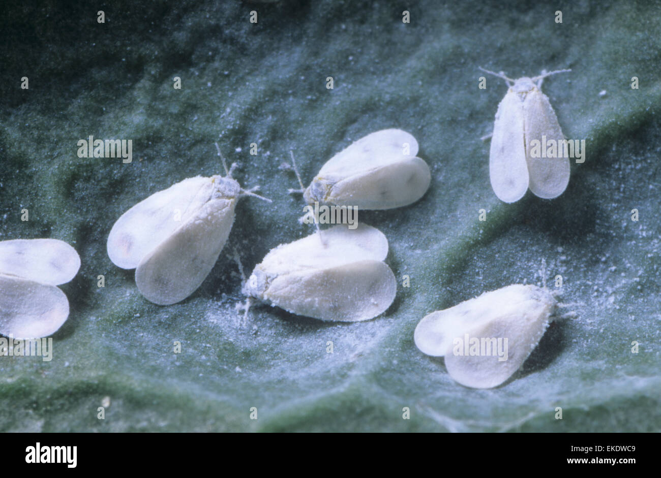 Cabbage Whiteflies - Aleyrodes proletella Stock Photo - Alamy