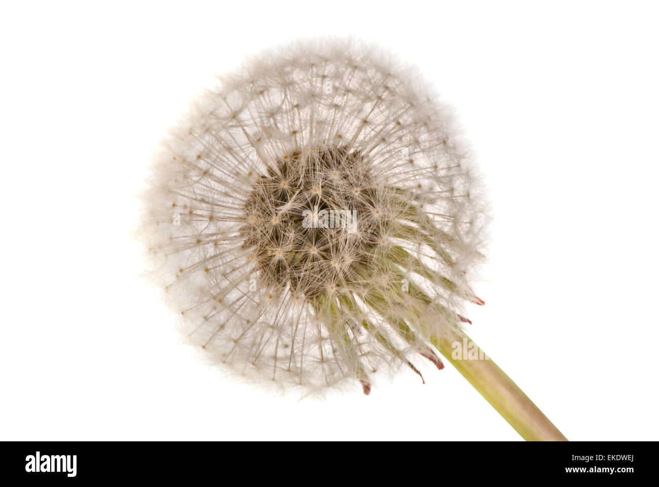 One blowball hi-res stock photography and images - Alamy