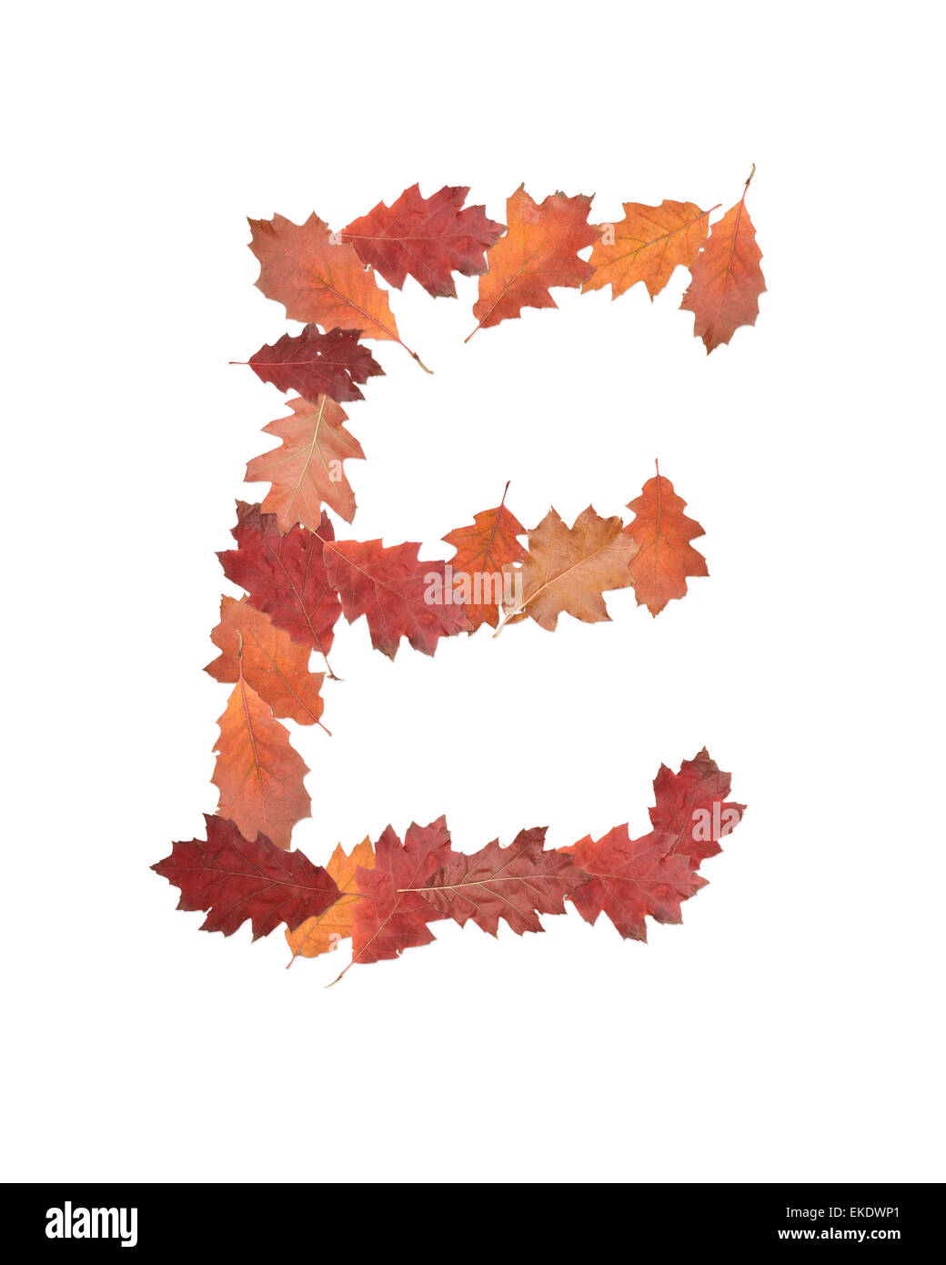 Letter e leaves Cut Out Stock Images & Pictures - Alamy