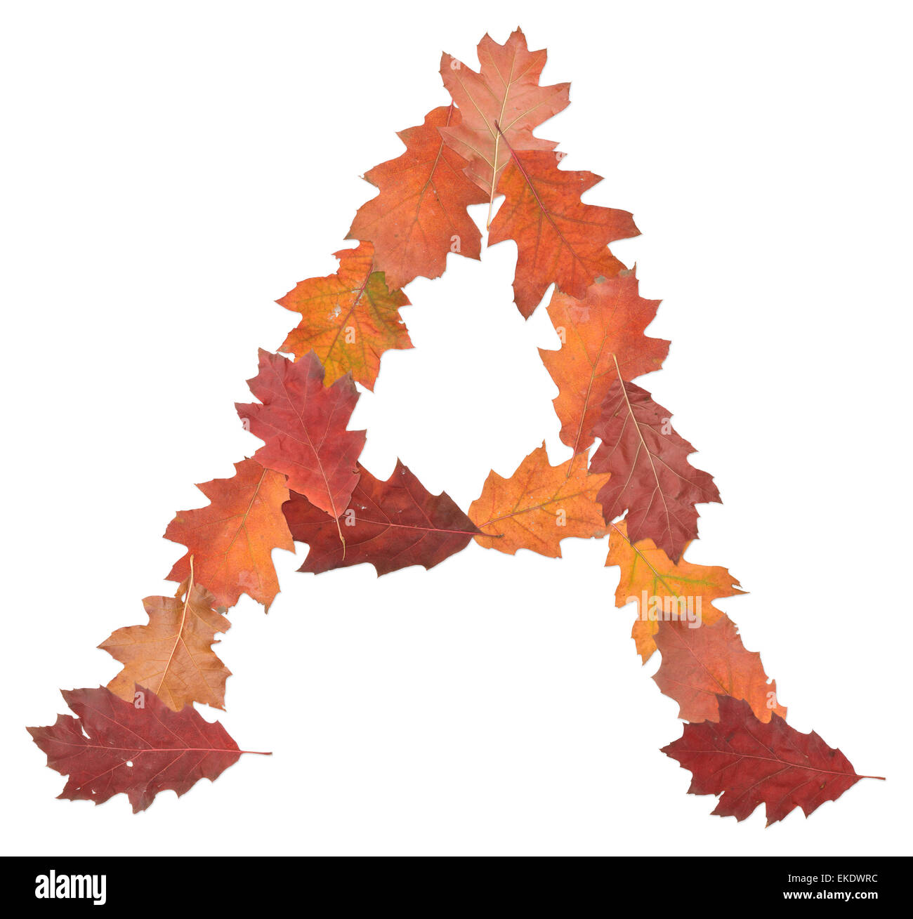 letter made of oak autumn leaves Stock Photo - Alamy